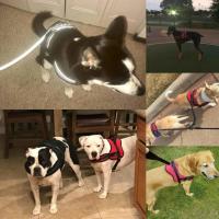 China Reflective Dog Harness Leash Breathable Adjustable With Handle No More Pulling Tugging for sale