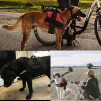 China Reflective Dog Harness Leash Breathable Adjustable With Handle No More Pulling Tugging for sale
