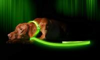 China LED Dog Collar USB Rechargeable 2 Colors 3 Sizes for sale