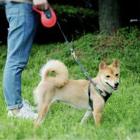 China Blue 16FT Retractable Dog Lead With Comfortable Anti Slip Handle Adjustable Size for sale