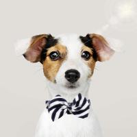 China Detachable Bowtie Soft Cotton Dog Collars Custom Fit With Quick Release Buckle for sale