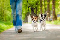 China Tangle Free 100% Nylon Dog Leash Convenient Easy Cleaning OEM ODM Available for sale
