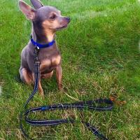 China Wide Nylon Reflective Dog Leash Soft Padded Customized Brand Logo Available for sale
