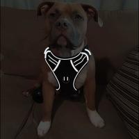 China Comfortable Nylon Dog Harness , Reflective Oxford Soft Dog Harness Vest for sale