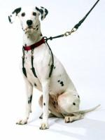 China No Pull Dog Training Leash Halter Pet Lead Nylon Webbing Stress Free Multicolour for sale