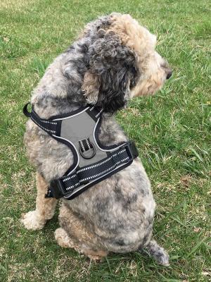 China No Pull No Choke Dog Harness With 3 Snap Buckles for sale