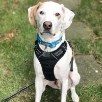 China Air Padded Mesh Nylon Dog Harness With Sturdy Top Handle for sale