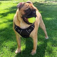 China Air Padded Mesh Nylon Dog Harness With Sturdy Top Handle for sale