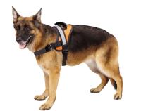 China Hassle Free Chest LED Dog Harness Double Security M L XL 7 Colors Optional for sale