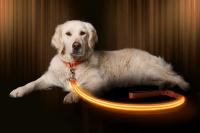China Orange Color LED Dog Leash USB Rechargeable for sale