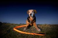 China Orange Color LED Dog Leash USB Rechargeable for sale