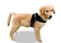 China Soft Breathable Dog Mesh Vest Harness For Puppies Small Medium Large Dogs for sale