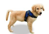 China Soft Breathable Dog Mesh Vest Harness For Puppies Small Medium Large Dogs for sale