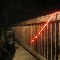 China Super Bright Illuminated Dog Leash Runs Over 7 Hours For Dogs Walking Training for sale