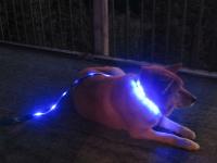 China 4Ft & 6 Ft &Water Resistant LED Dog Leash - USB Rechargeable Flashing Light for sale