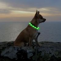 China Comfortable LED Dog Collar USB Rechargeable , Pet Glow Collars Flexible 360 Degree Visibility for sale