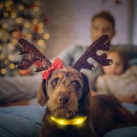 China Nyon USB Rechargeable LED Dog Collar With Buckle 4-6 Hours Working Hour for sale