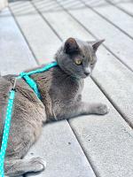 China Hand Made Fabric Cat Harness Collar With Leash Set Fashion Design Easy To Wash for sale