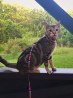 China Cat Harness Collar with Leash Set - Fashion Design with  Hand-made Fabric for sale