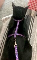 China Cat Harness Collar with Leash Set - Fashion Design with durable fastener and quick release buckle for sale