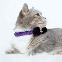 China Decorative Safety Cat Harness Collar , Stylish Elegant Adjustable Cat Collar for sale