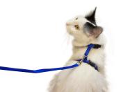 China Small Pet Cat Harness Collar , Adjustable Nylon Cat Collar Easy To Wear for sale
