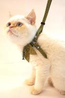 China Fish Charm Cat Harness Collar Leash Set Total Length 47.2 Inches Fashionable Design for sale