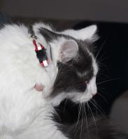 China 6 Set Solid Safe Cat Harness Collar , Nylon Reflective Cat Collar With Bell for sale