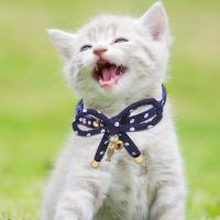 China Christmas Adjustable Bow Tie Cat Collar Breakaway Bow Knot Design With Charming Fish Bone for sale