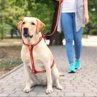 China NO Stink Waterproof Dog Collars , Reflective Anti Pull Dog Harness Vest for sale
