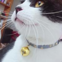 China Small Size Nylon Cute Kitten Collars , Adjustable Breakaway Puppy Collars Neck for sale