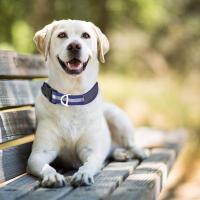 China Easy Cleaning Waterproof Reflective Personalized Dog Collars Polyester Webbing for sale