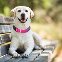 China Reflective Waterproof Dog Collars , Smell Proof Dog Collar Polyester Webbing for sale