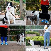 China Genuine Leather Dog Training Lead For All Breeds for sale