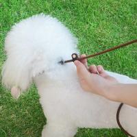 China 2 In 1 Real  Leather Pet Collar Quick Release Adjustable Lightweight Ultra Thin for sale
