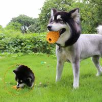 China Pineapple Dog Tough Chew Toys , Food Grade Indestructible Dog Toys For Aggressive Chewers for sale