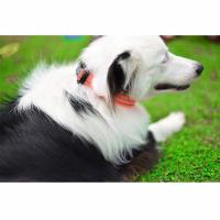 China Anti Rust Waterproof Dog Collars , Odor Resistant Dog Collars With Reflective Stripe for sale
