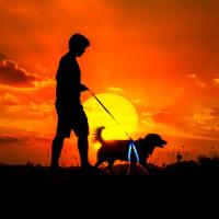 China LED Light Up Dog Harness Night Waterproof Pet Vest OEM ODM Available for sale
