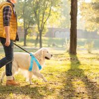 China LED Light Up Dog Harness Night Waterproof Pet Vest OEM ODM Available for sale