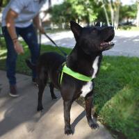 China No Pull Reflective Dog Harness Vest Padded LED Skin Friendly With Adjustable Straps for sale
