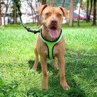 China Escape Proof Light Up LED Dog Vest Fully Padded Wear Resisting Multifuctional for sale