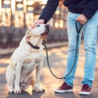 China Non Slip Handle Nylon Dog Harness Leash With Rose Gold Carabiner 6ft Strong Climbing Rope for sale