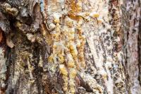China Add Your Own Beeswax to All Natural Pine Rosin Tree Resin for Baseball Grip Tack for sale