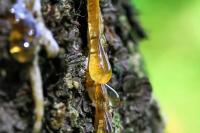 China Add Your Own Beeswax to All Natural Pine Rosin Tree Resin for Baseball Grip Tack for sale
