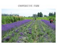 China 100% Pure Organic Lavender Essential Oil Aromatherapy 1kg ODM FDA for sale
