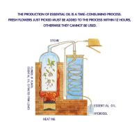 China 1000ml 100% Pure Chamomile Oil ODM Essential Oil For Skin Care 1kg for sale