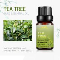 China 10ml Tea Tree Essential Oil Acne Skin Care ODM MSDS Cosmetic Grade for sale