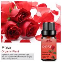 China 10ml 100% Organic Natural Rose Essential Oil Body Massage SPA Aroma OEM MSDS for sale