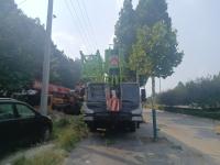 China Zoomlion 50 Ton Truck Crane Advanced Hydraulic Telescope for Construction Lifting for sale