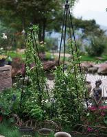 China Garden Plant Supports for Outdoor Climbing Flowers, vegetable tomato, Stable Iron Frame Stand Gardens and Greenhouse, Yard for sale